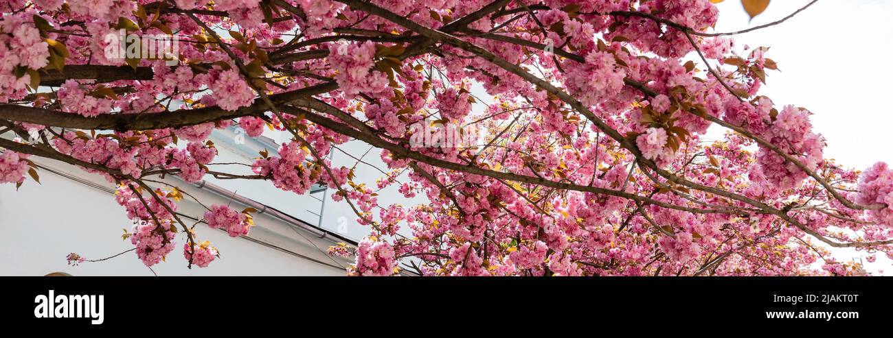 blooming and pink flowers on branches of sakura tree, banner Stock ...