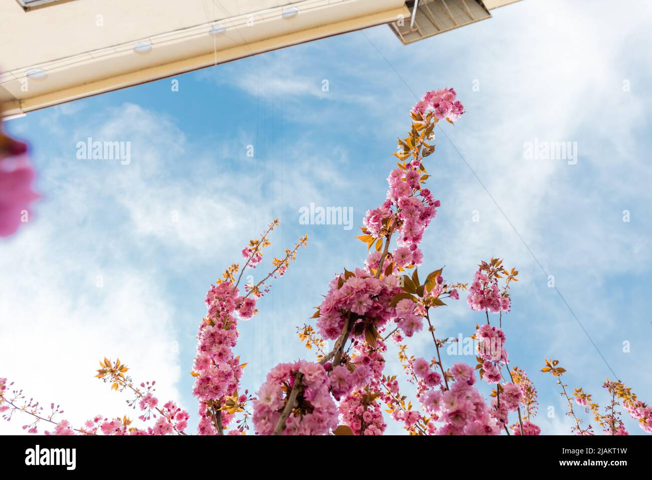 bottom view of pink flowers on branches of sakura tree Stock Photo - Alamy