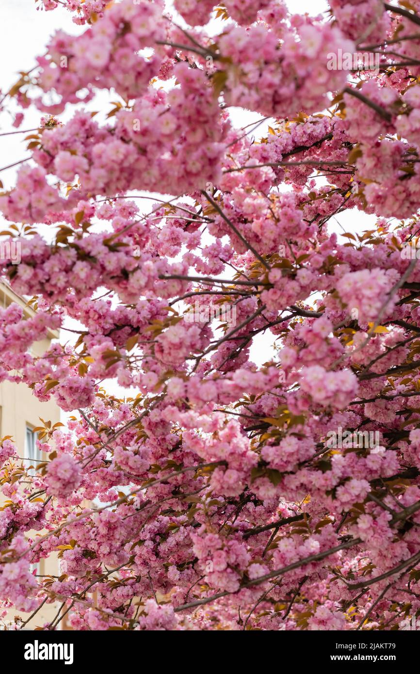pink flowers on branches of blooming japanese cherry tree Stock Photo ...