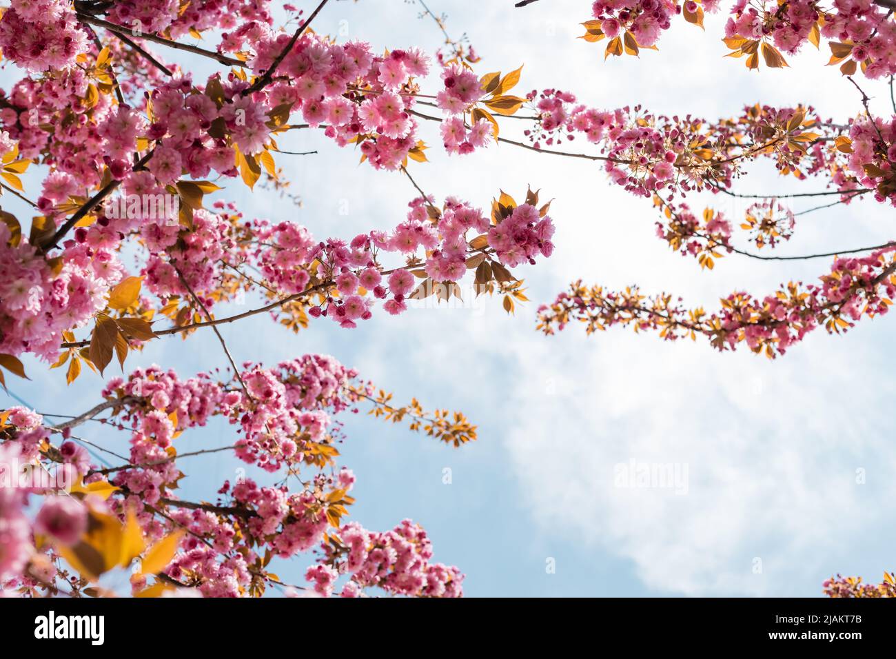 bottom view of blooming pink flowers on branches of cherry tree against ...