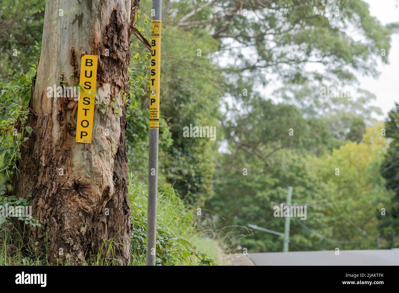 A simple black and yellow Bus Stop sign nailed to a Eucalyptus tree ...