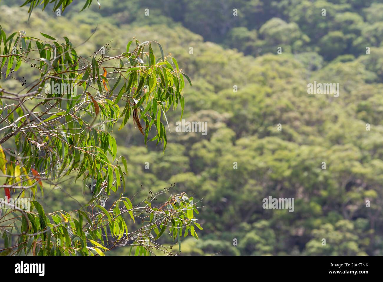 Australian bush background hi-res stock photography and images - Alamy
