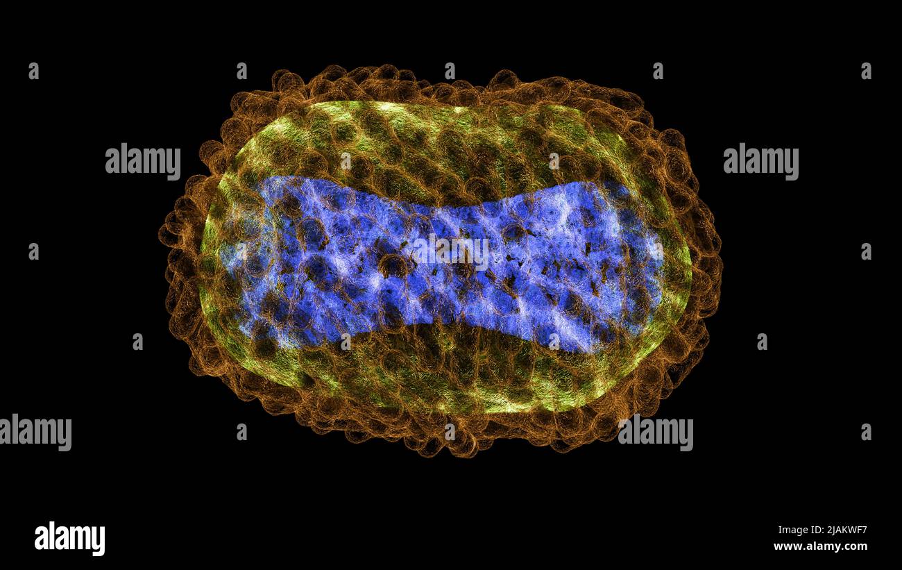 Monkeypox virus, illustration Stock Photo - Alamy