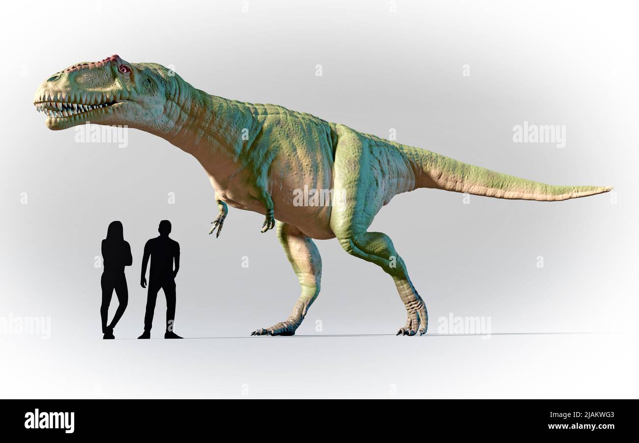 Giganotosaurus infographic hi-res stock photography and images - Alamy