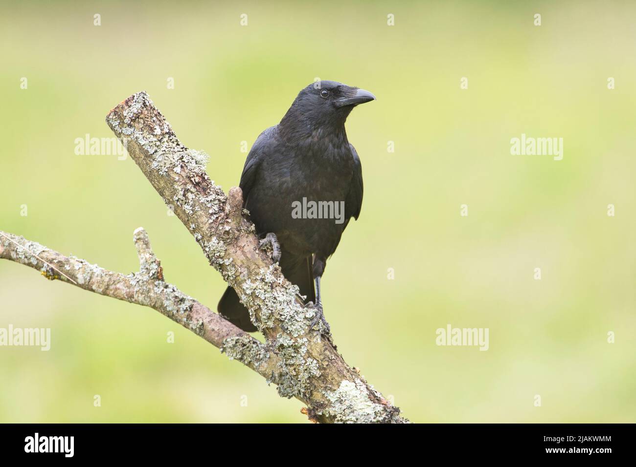 Dead crow hi-res stock photography and images - Alamy
