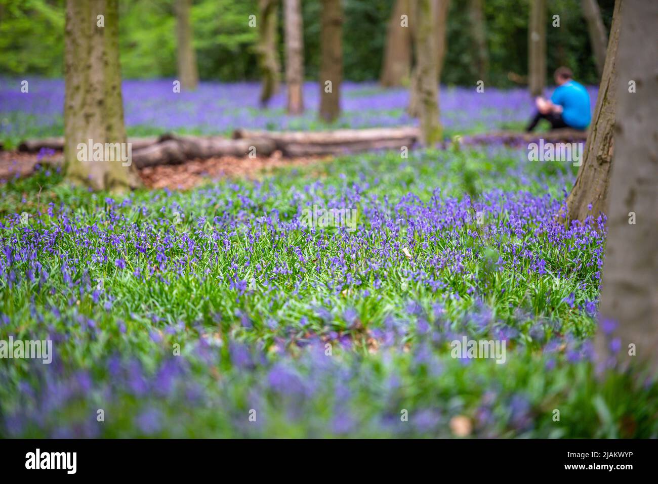 Bluebells in an English forest Stock Photo - Alamy