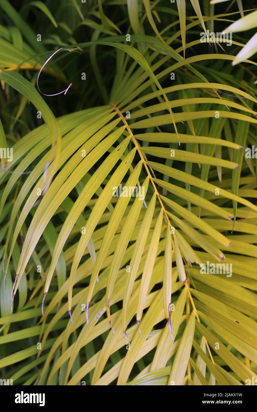 Lush tropical palm tree growing in the sunny Florida meadow Stock Photo ...