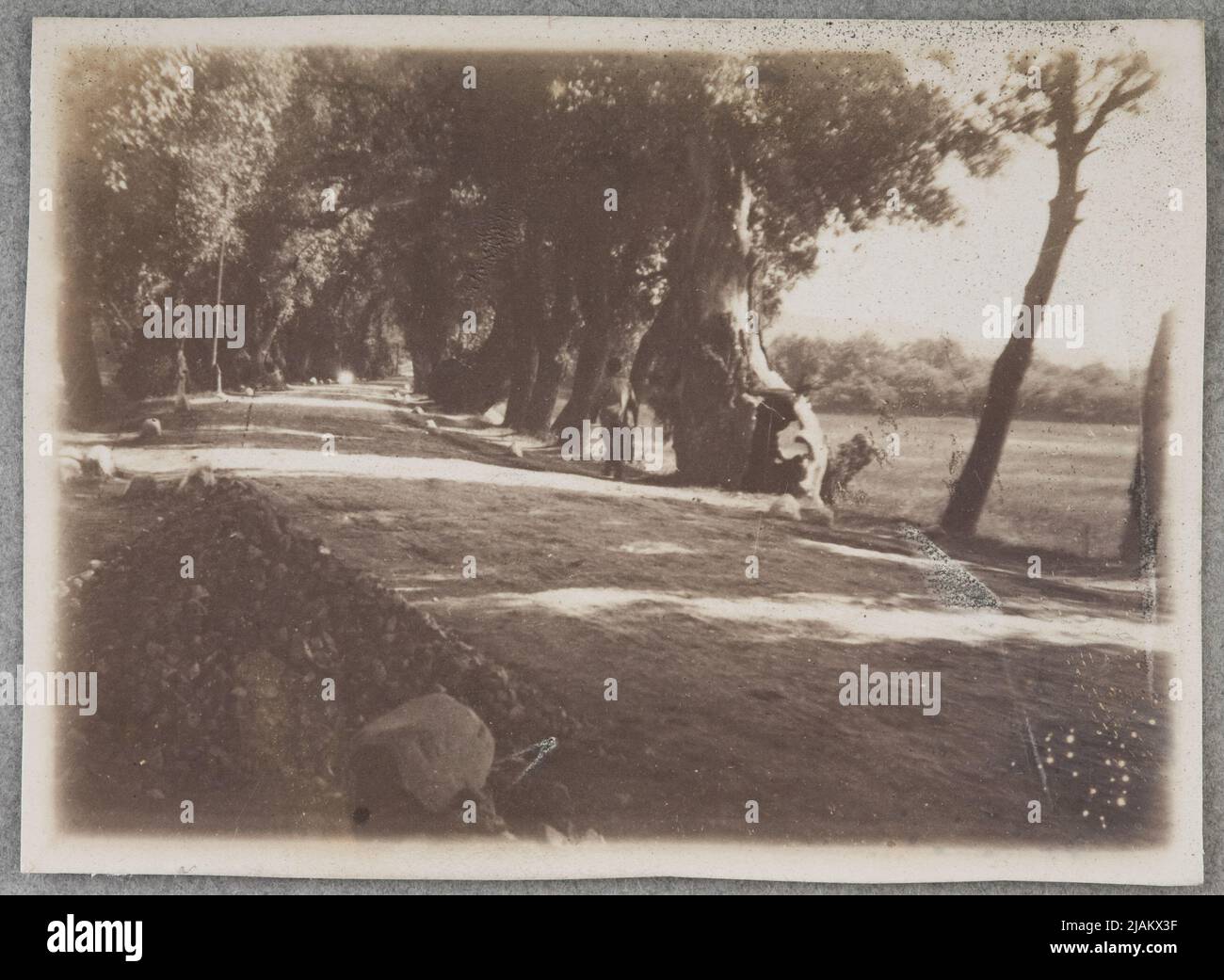 Road along which the varied trees grow. unknown Stock Photo - Alamy