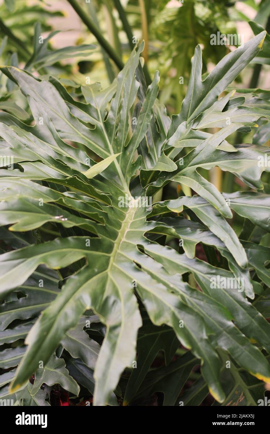 Air fern florida hi-res stock photography and images - Alamy