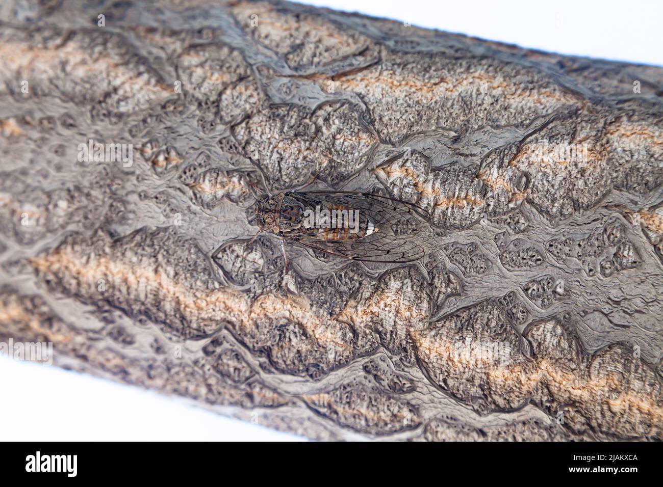 A cicada sings on a tree branch on the island of Crete in Greece Stock ...