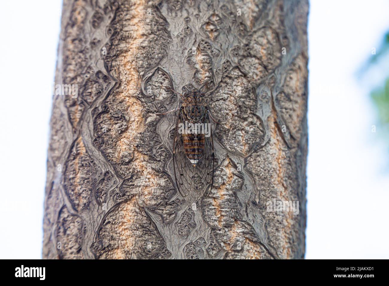 A cicada sings on a tree branch on the island of Crete in Greece Stock ...