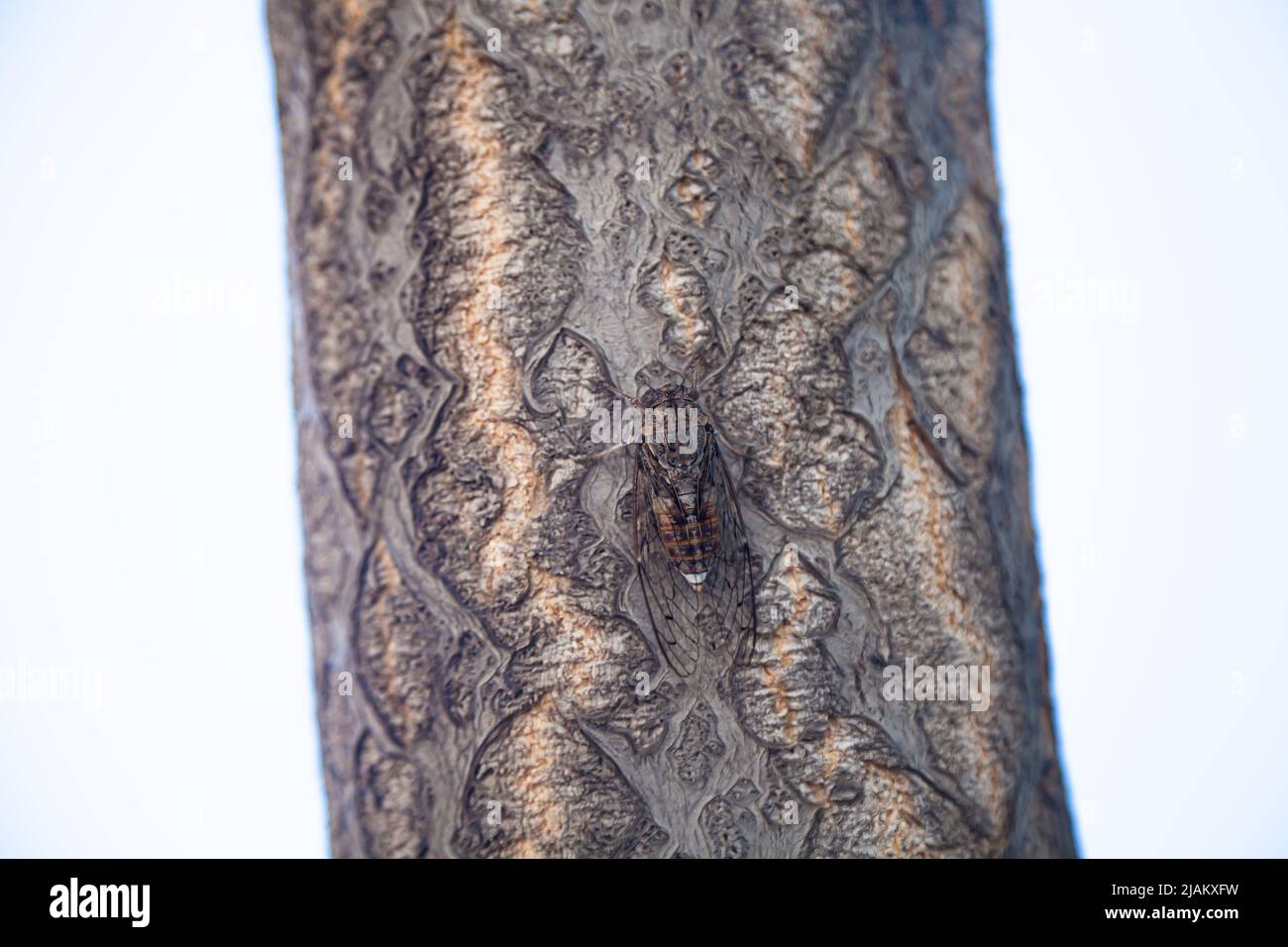 A cicada sings on a tree branch on the island of Crete in Greece Stock ...