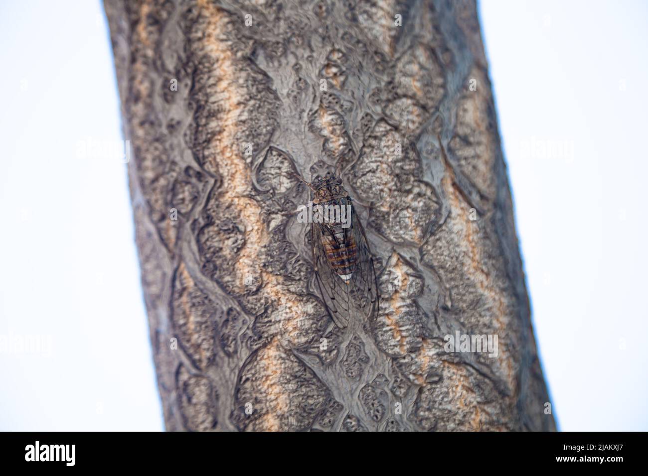 A cicada sings on a tree branch on the island of Crete in Greece Stock ...