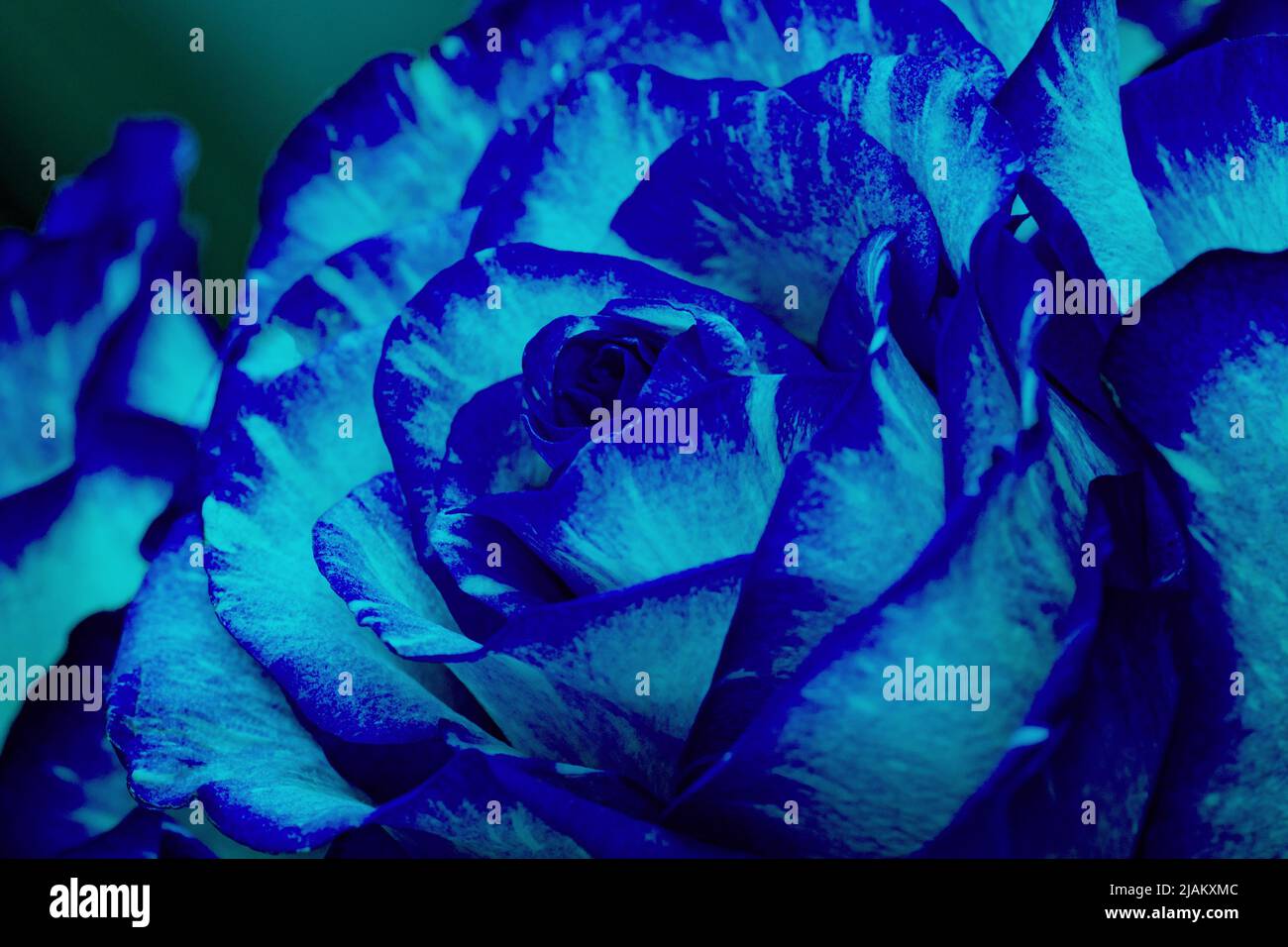 Closeup of a blue rose bud. Background opened rosebud. Rose bud with ...