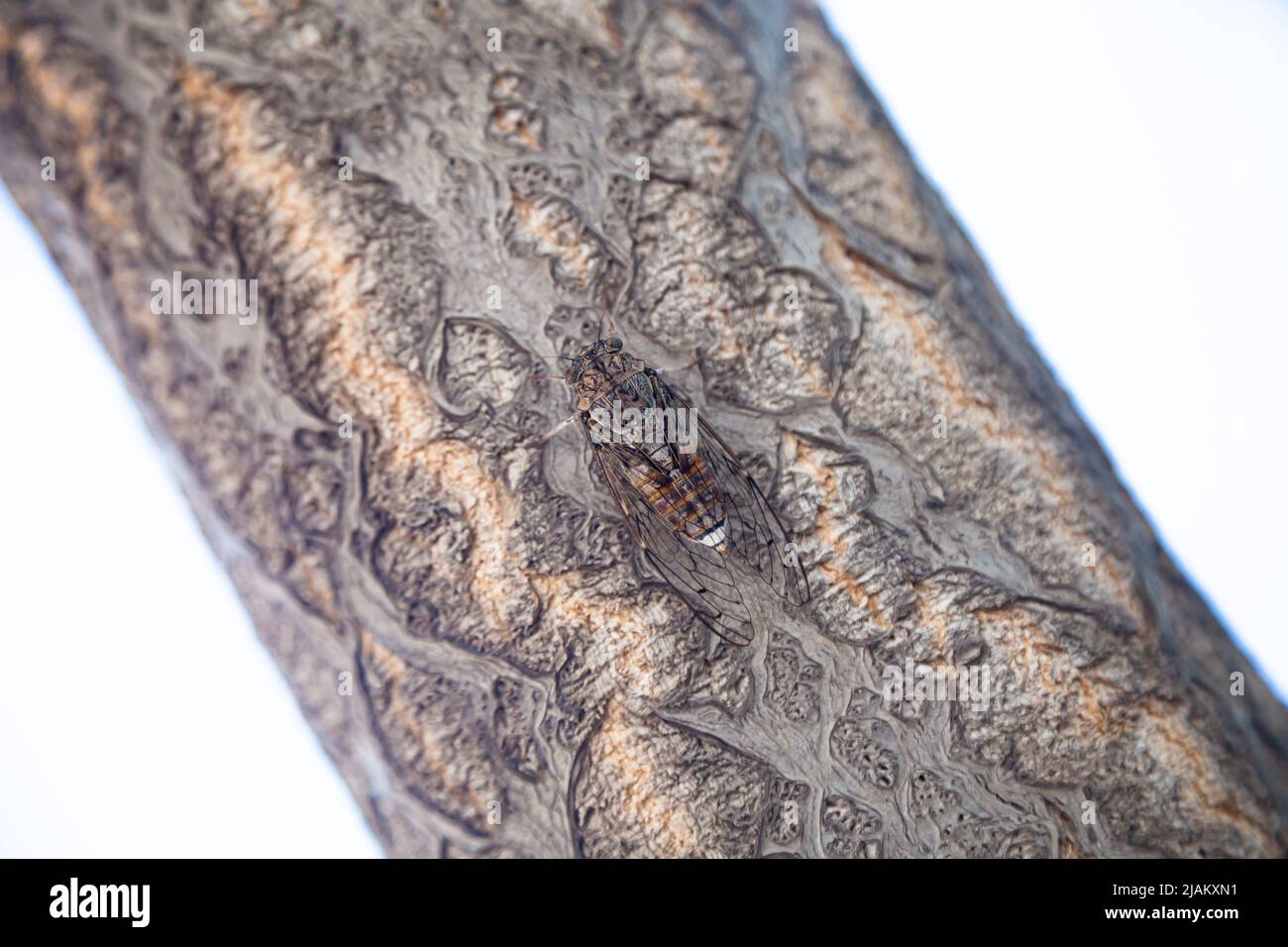 A cicada sings on a tree branch on the island of Crete in Greece Stock ...