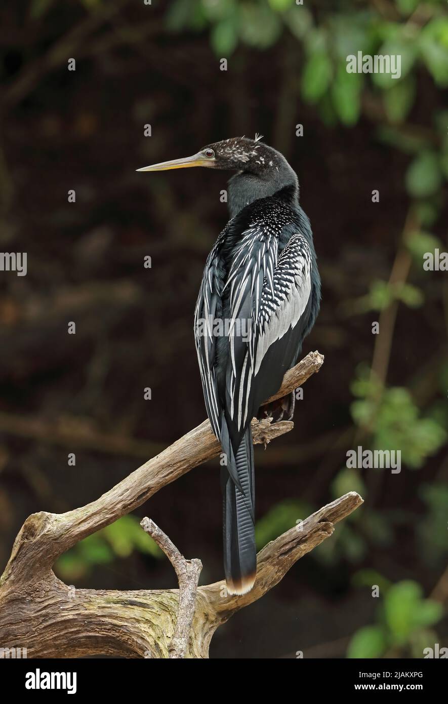 Anhinga (Anhinga anhinga leucogaster) adult male perched on dead branch ...