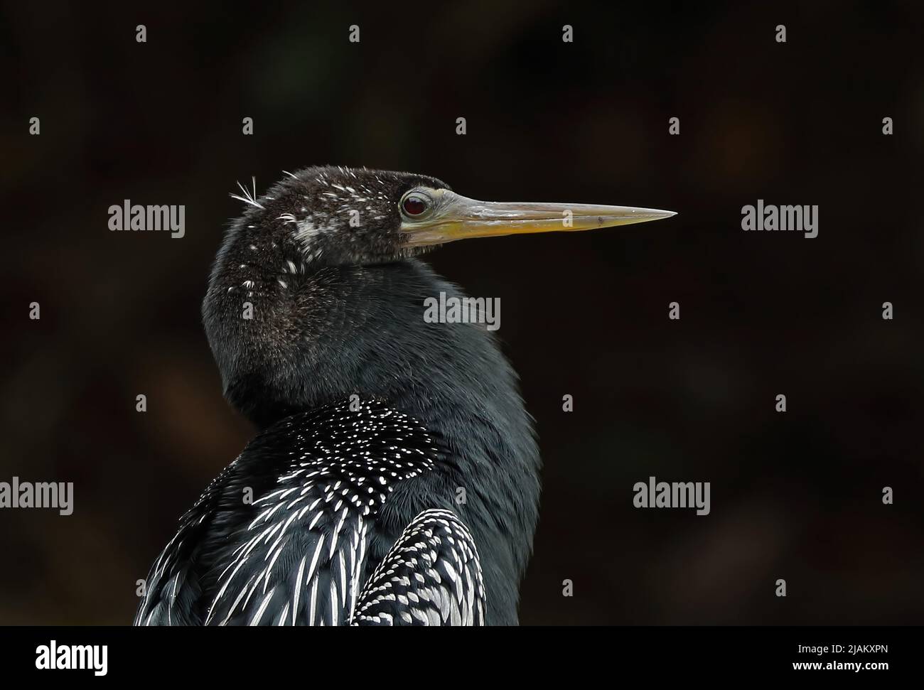 Anhinga (Anhinga anhinga leucogaster) close-up of male head Cano Negro ...