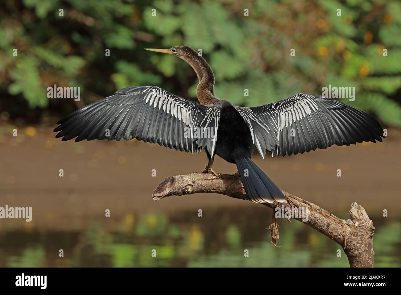Anhinga (Anhinga anhinga leucogaster) adult female perched on dead branch with wings spread Cano ...