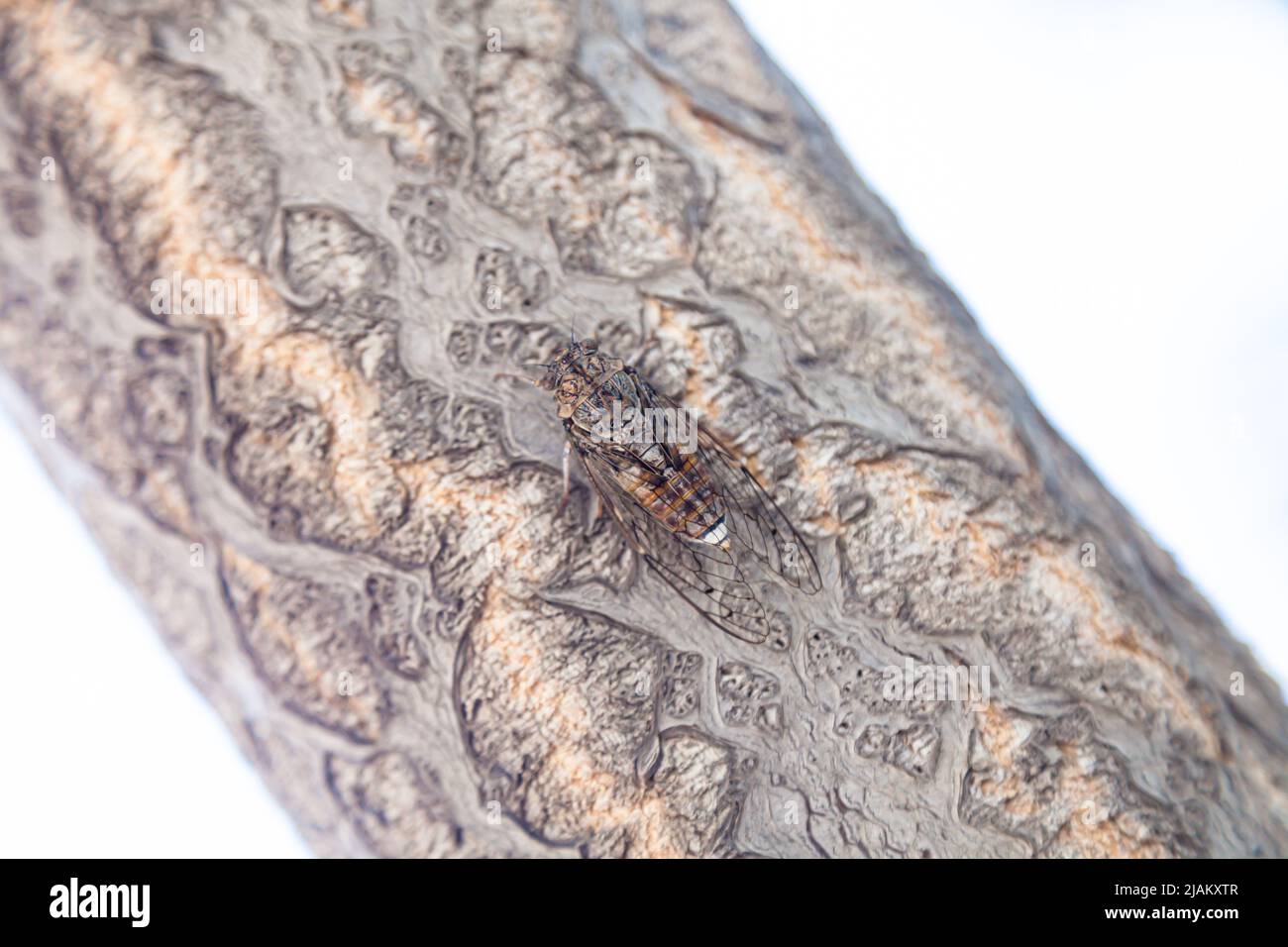 A cicada sings on a tree branch on the island of Crete in Greece Stock ...