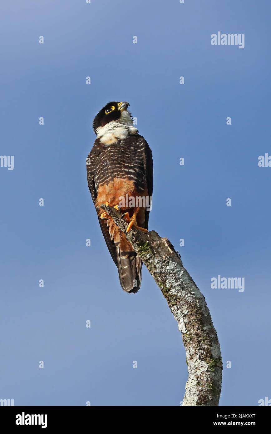 Bat Falcon (Falco rufigularis petoensis) adult perched on dead snag ...
