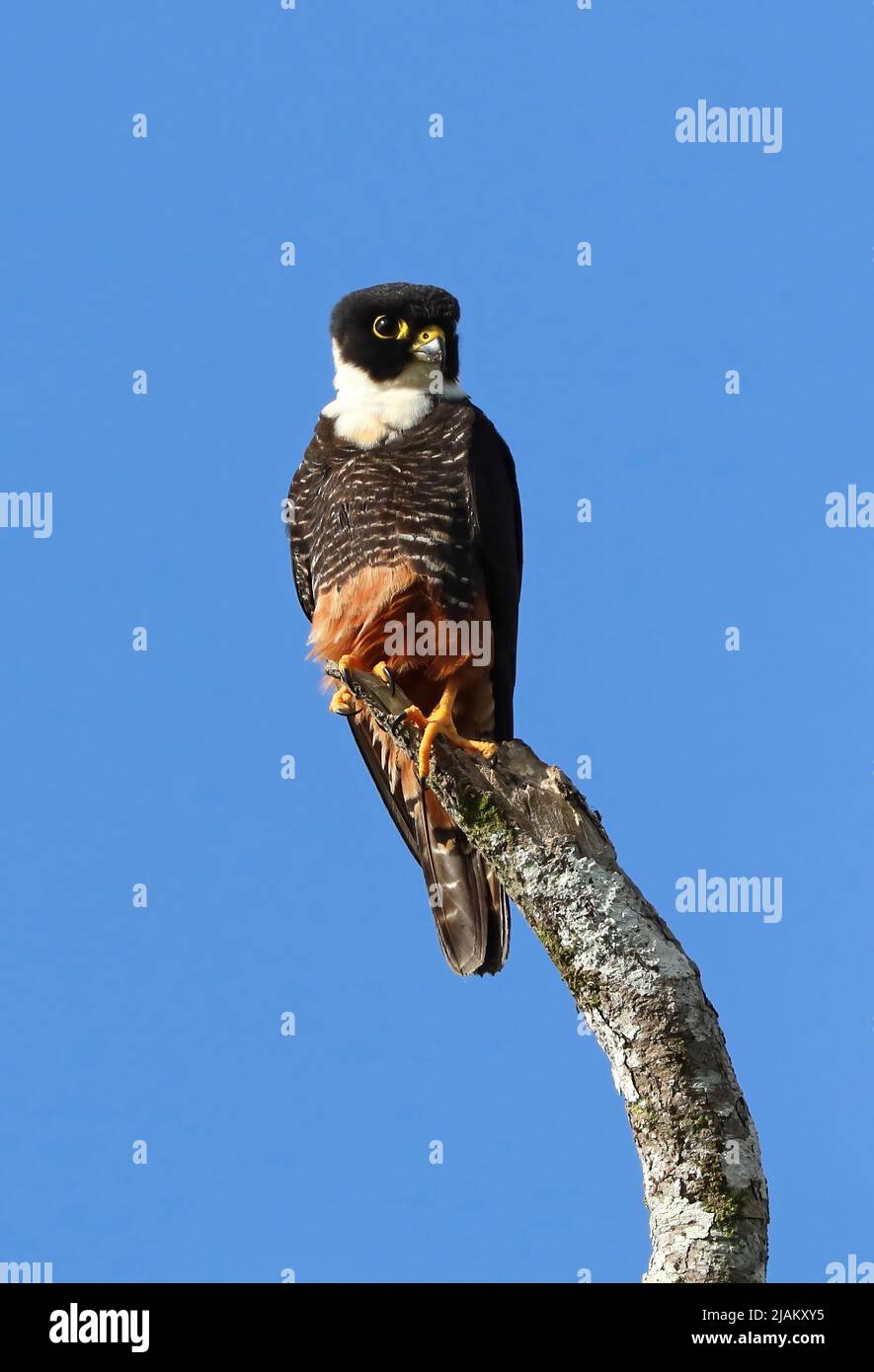 Bat Falcon (Falco rufigularis petoensis) adult perched on dead snag ...