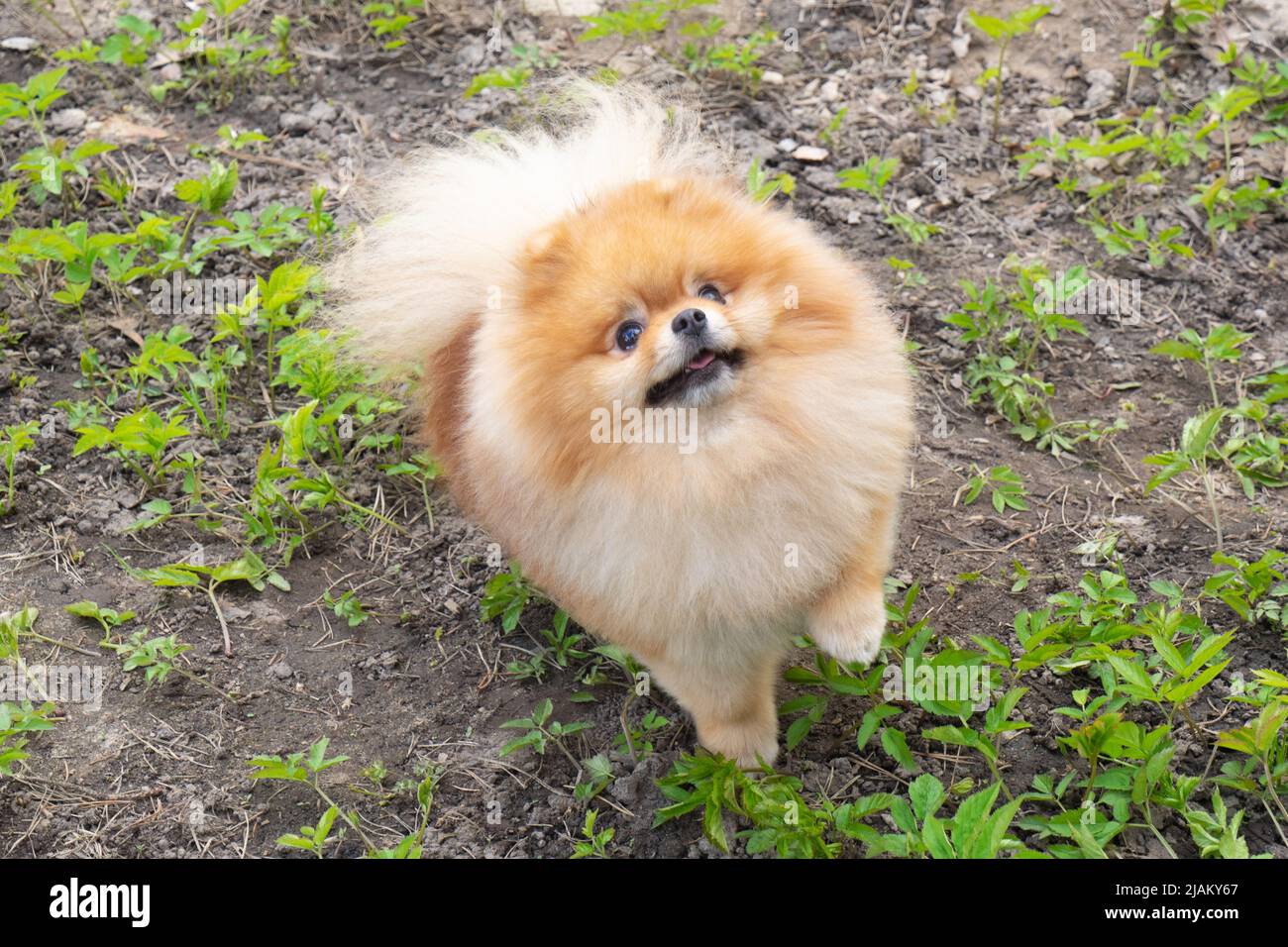 Red and yellow Pomeranian Spitz dog with a beautiful muzzle looks up ...