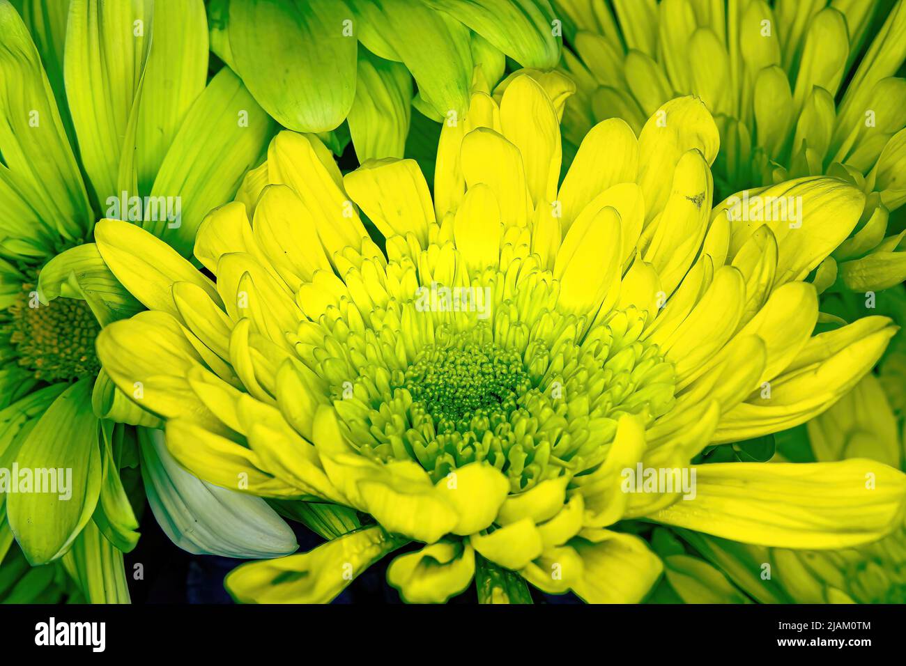 Flower Picture Look Up at Matthew Mendelsohn blog