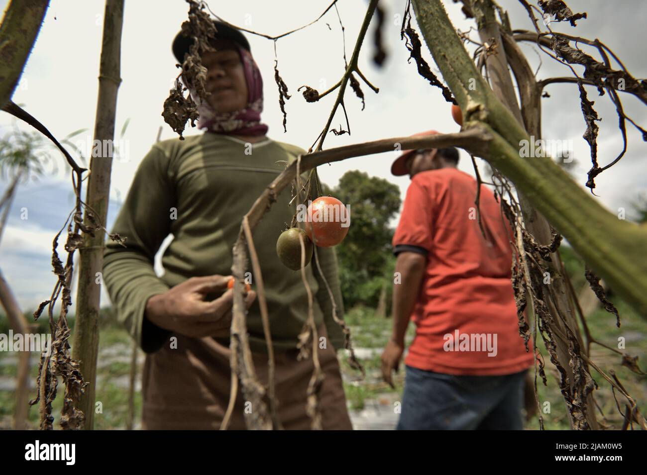 A farmer harvesting tomatoes at a tomato farm in Alahan Panjang, Lembah ...