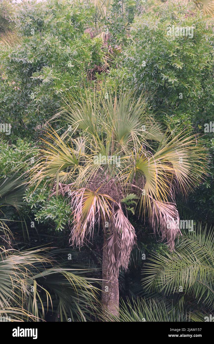 Lush tropical palm tree growing in the sunny Florida meadow Stock Photo ...
