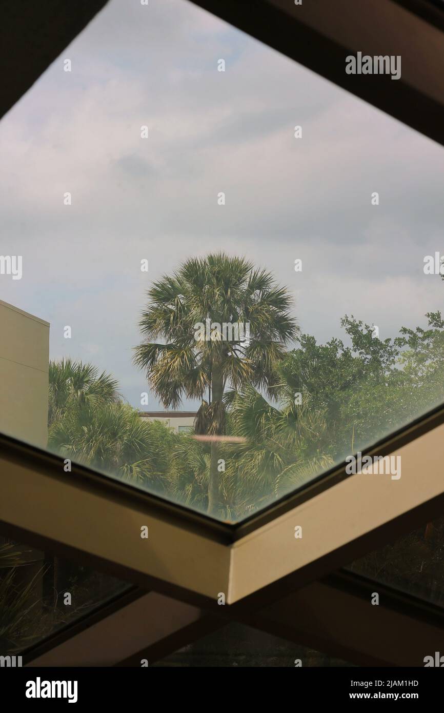 A beautiful tropical pine tree growing in the meadow as seen thru a ...