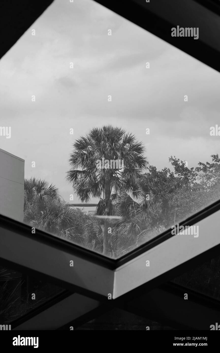 A beautiful tropical pine tree growing in the meadow as seen thru a ...