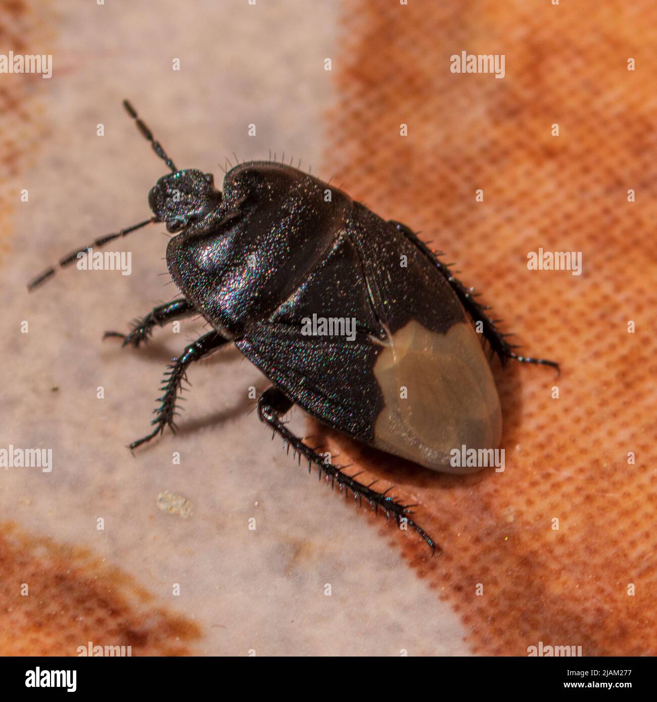 Cydnini hi-res stock photography and images - Alamy