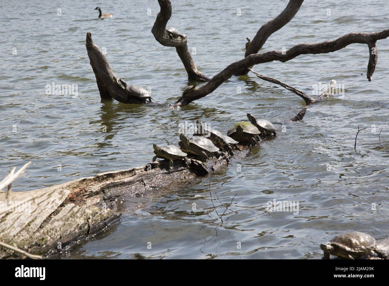 Turtles sunbathing on a sunny spring day on a log in the lake at ...