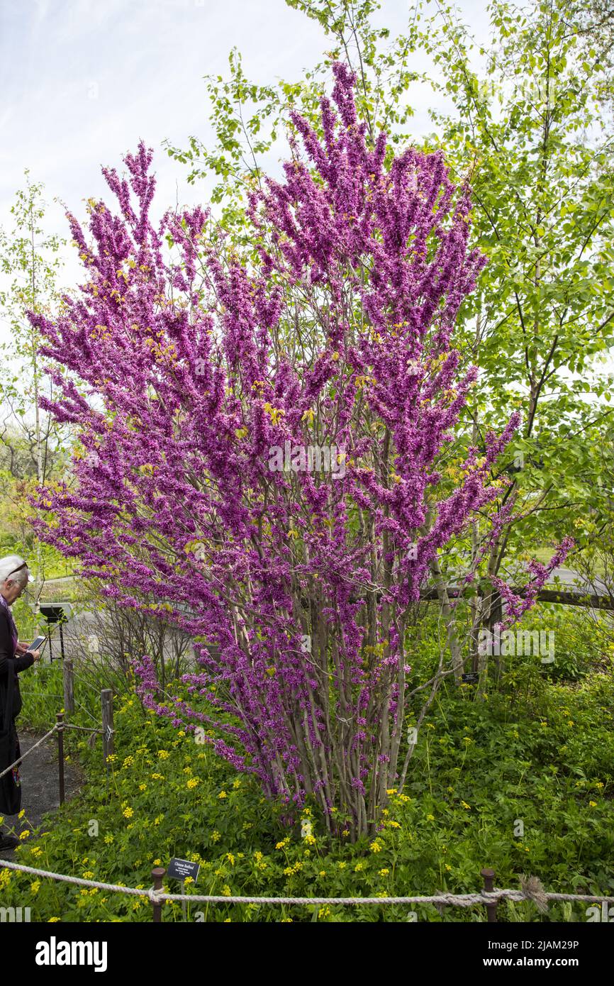 Chinese redbud hi-res stock photography and images - Alamy