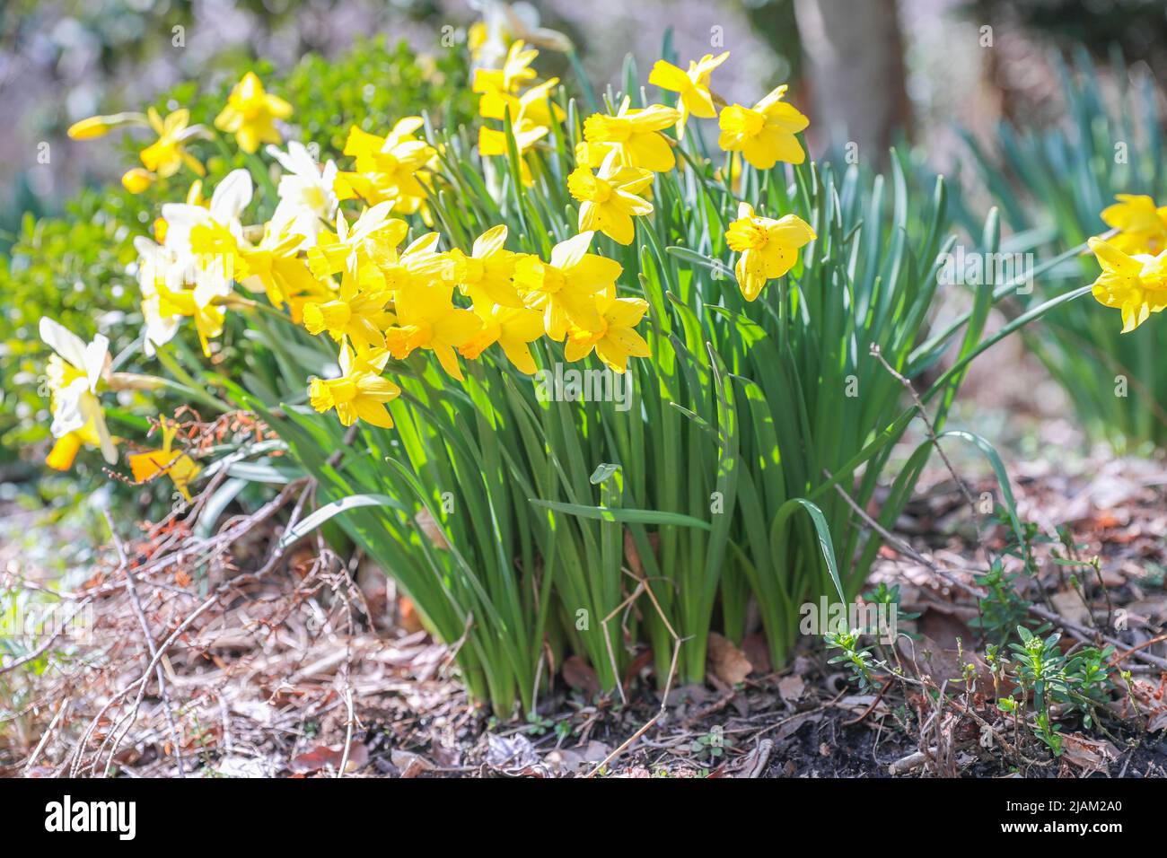Field of Daffodils - Image Stock Photo - Alamy