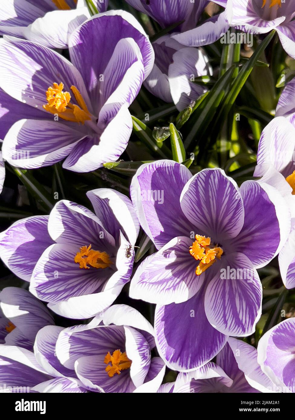 Macro shot colorful flower. Beautiful flower in garden. Colorful flower ...