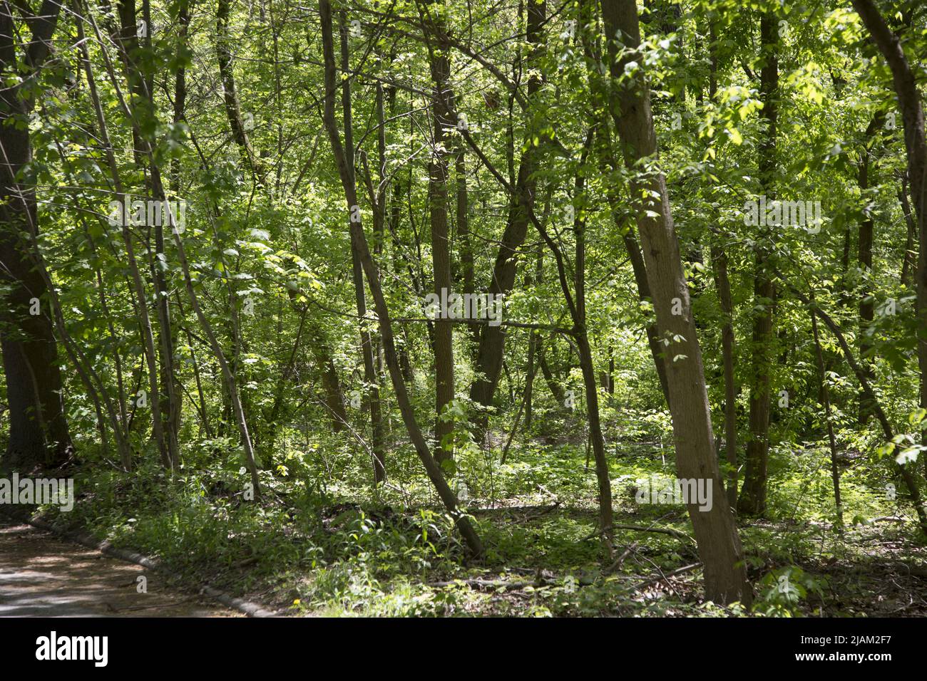 Brooklyn forest hi-res stock photography and images - Alamy