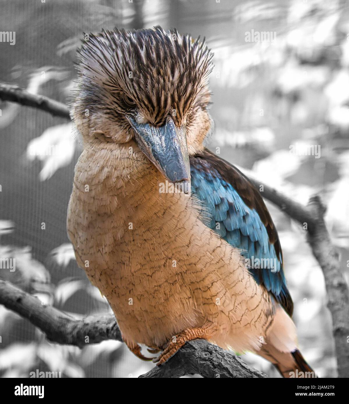 laughing hans on a branch. Beautiful colorful plumage of the Australian ...