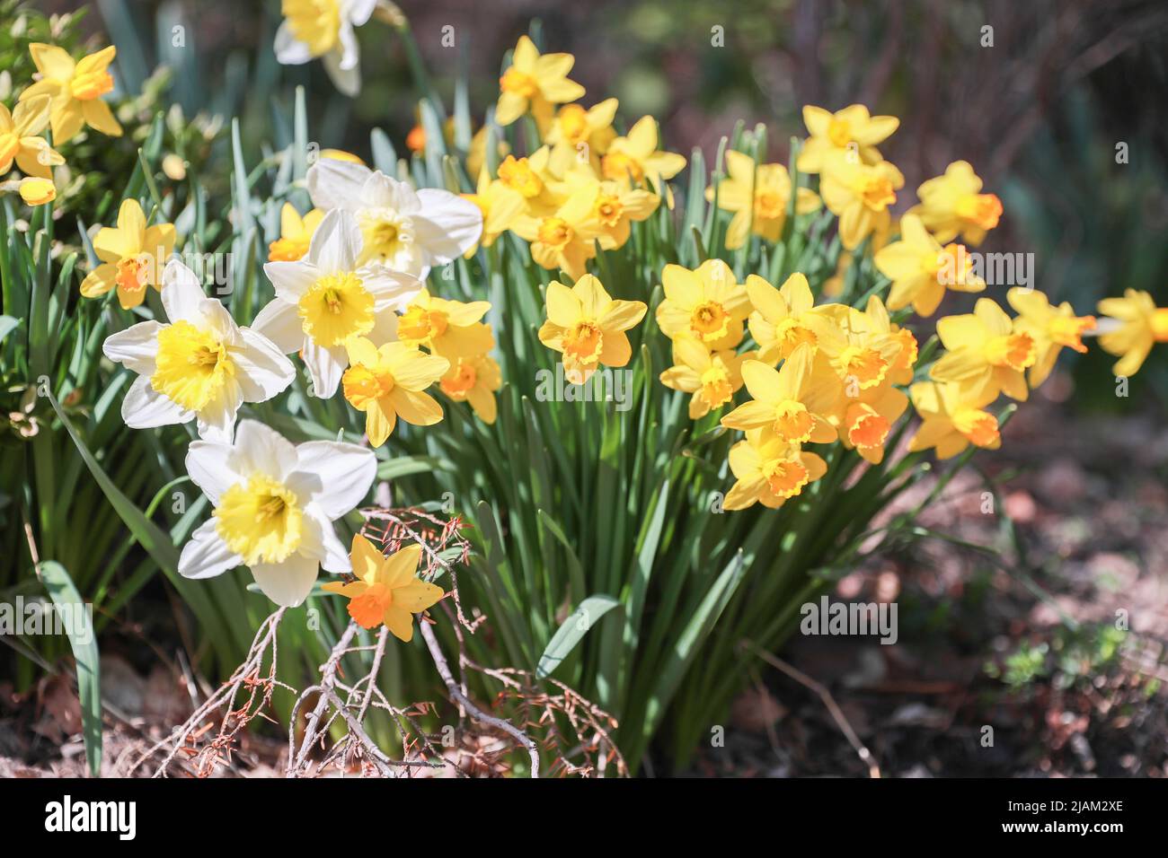 Field of Daffodils - Image Stock Photo - Alamy
