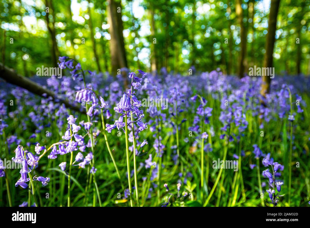 Bluebells in an English forest Stock Photo - Alamy