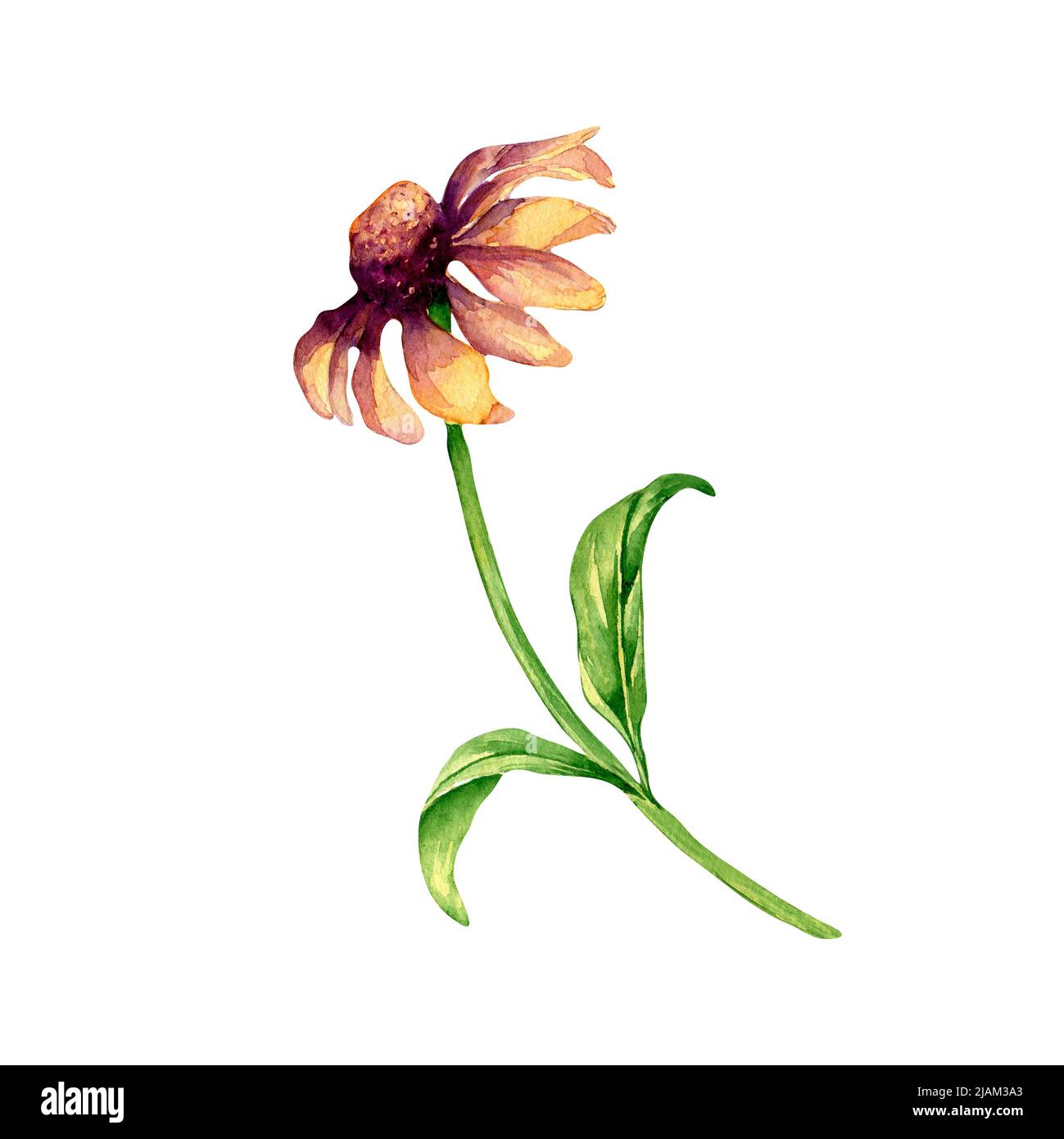 Meadow purple flower, coneflower watercolor illustration on white ...