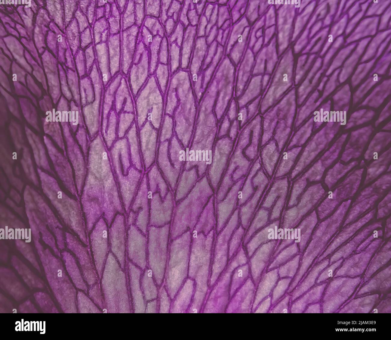 You are looking up-close to the detailed veins of a purple colored rose ...