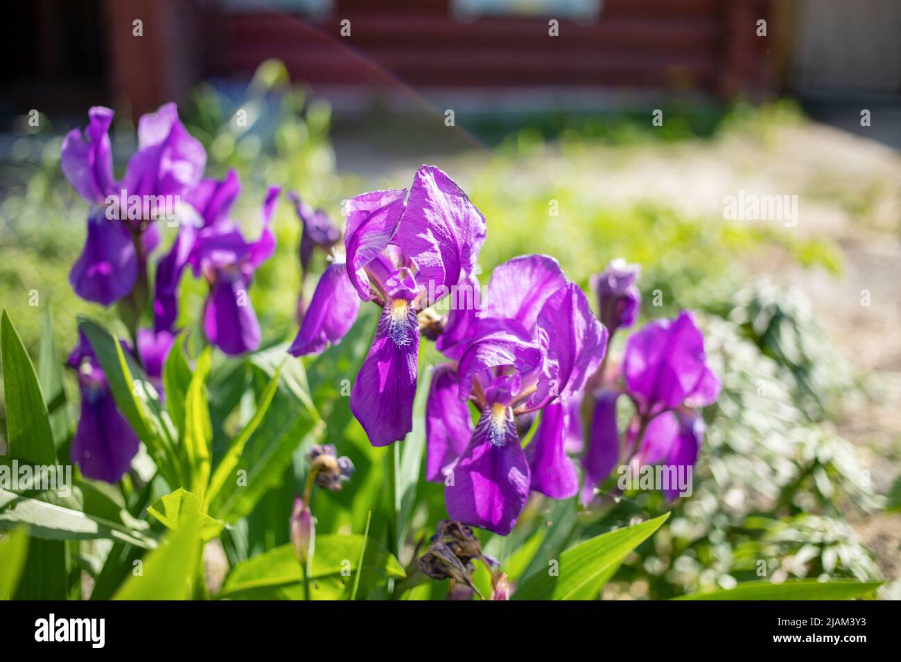 Beautiful blooming purple iris flowers close up in sunlit meadow in ...