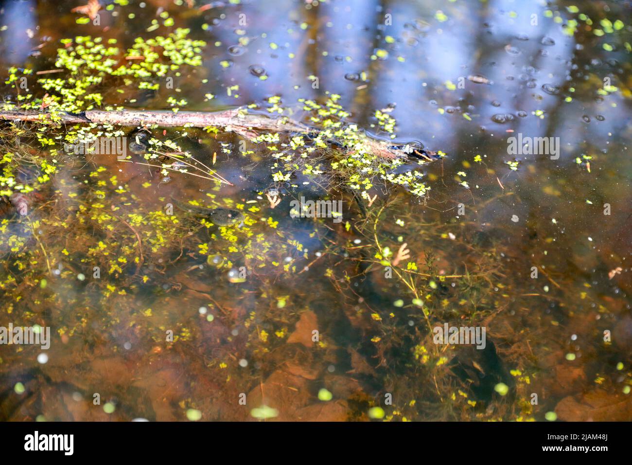 Tadpoles swimming underwater hi-res stock photography and images - Alamy