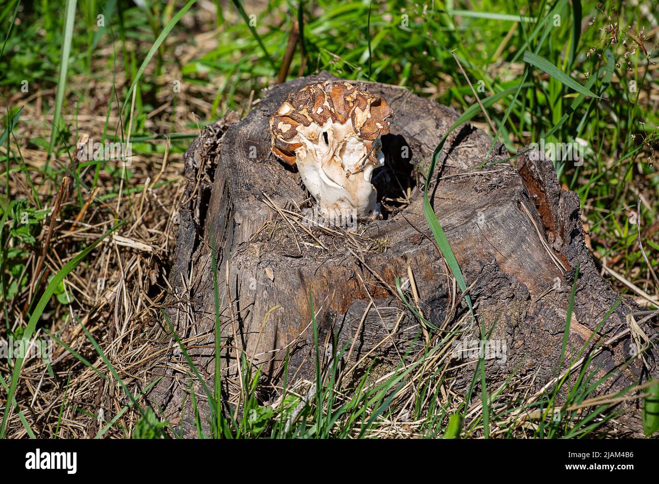Mushroom morel on forest hi-res stock photography and images - Alamy