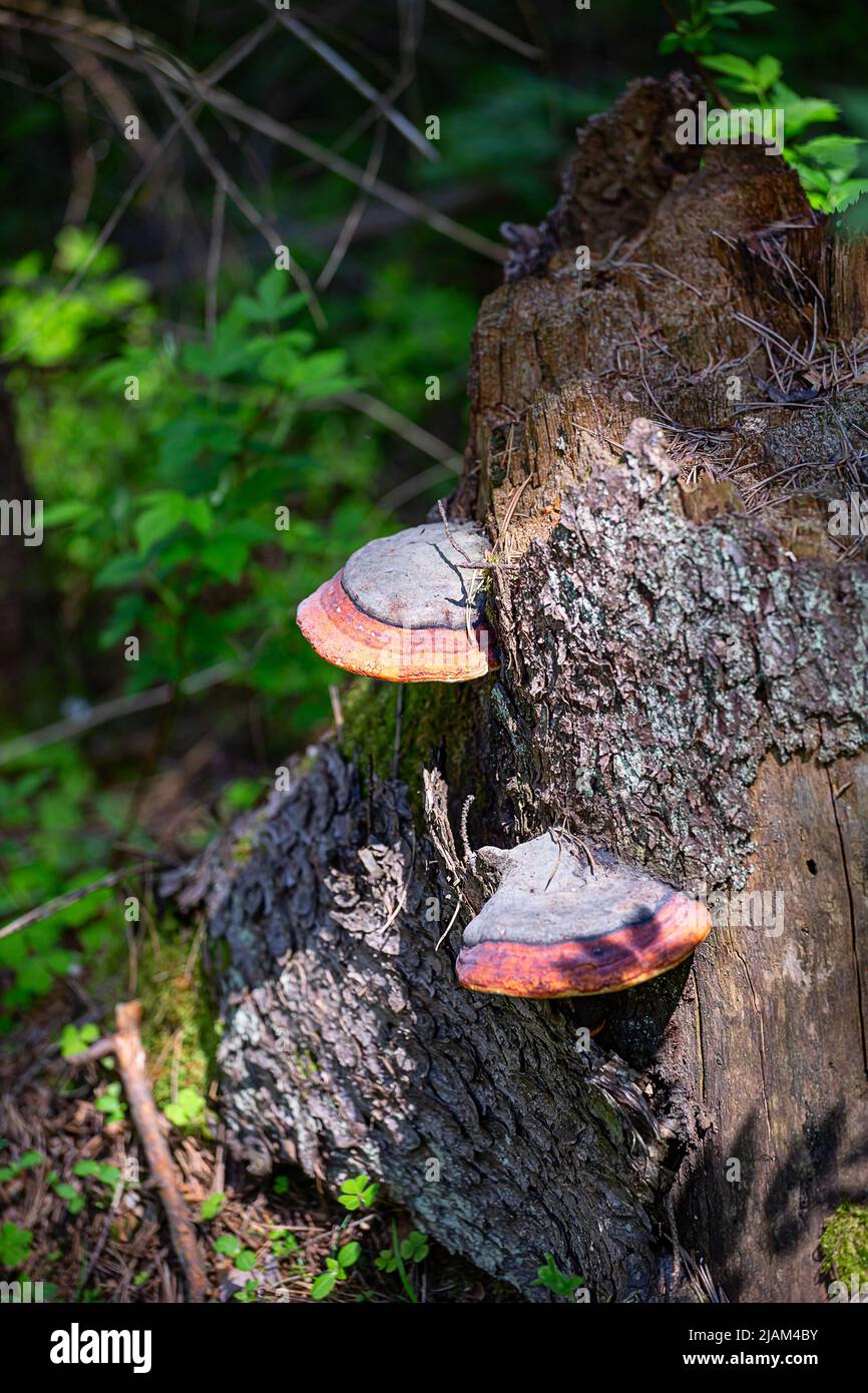 Chaga close up hi-res stock photography and images - Alamy