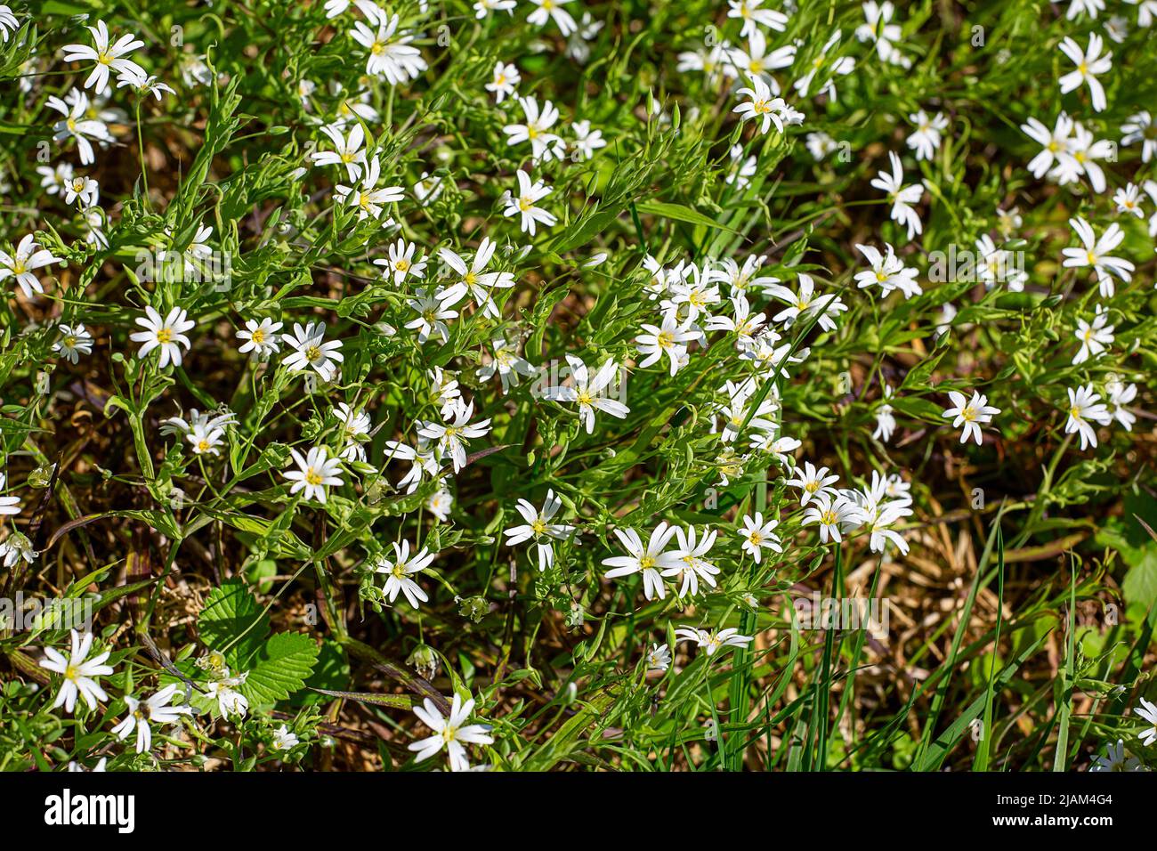 Background of white wildflowers hi-res stock photography and images - Alamy