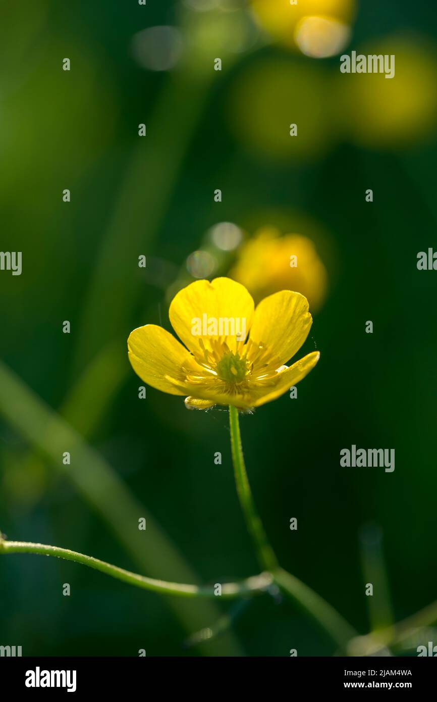 Naturalistic meadow hi-res stock photography and images - Alamy