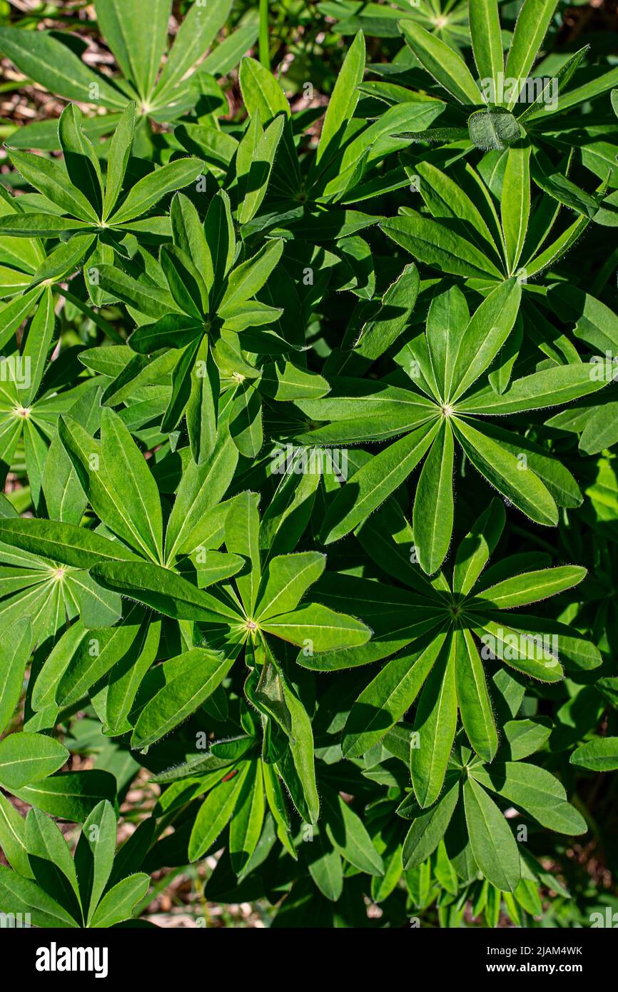 Lupin with blurred background hi-res stock photography and images - Alamy