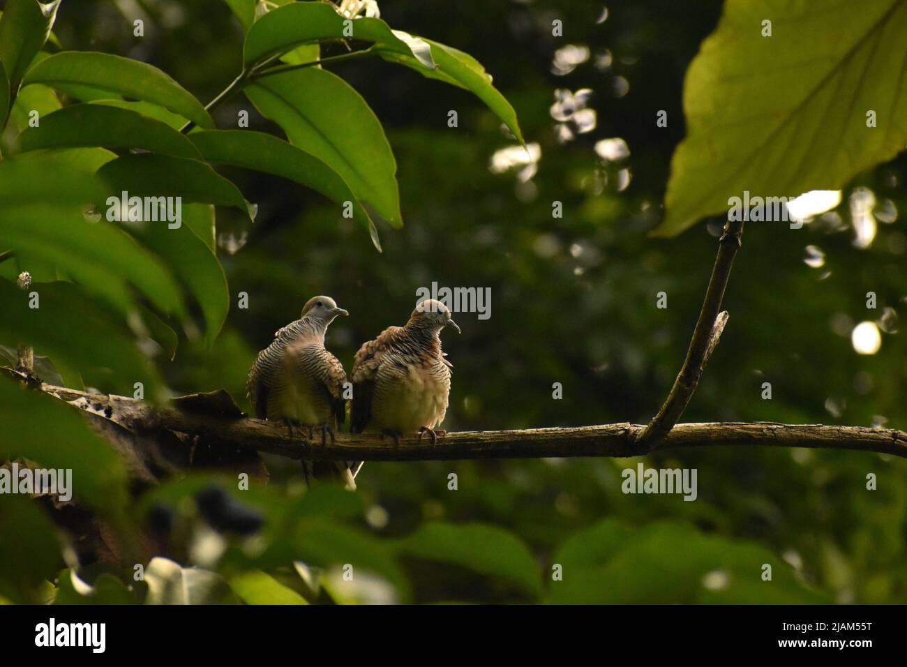 Zebra mating hi-res stock photography and images - Alamy